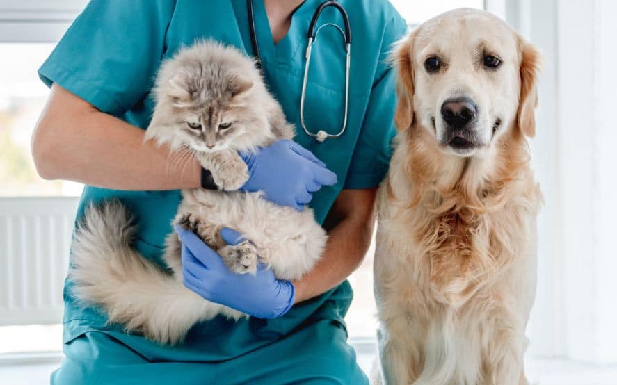 How to Register Your Pet in Dubai – Offplan Properties in Dubai